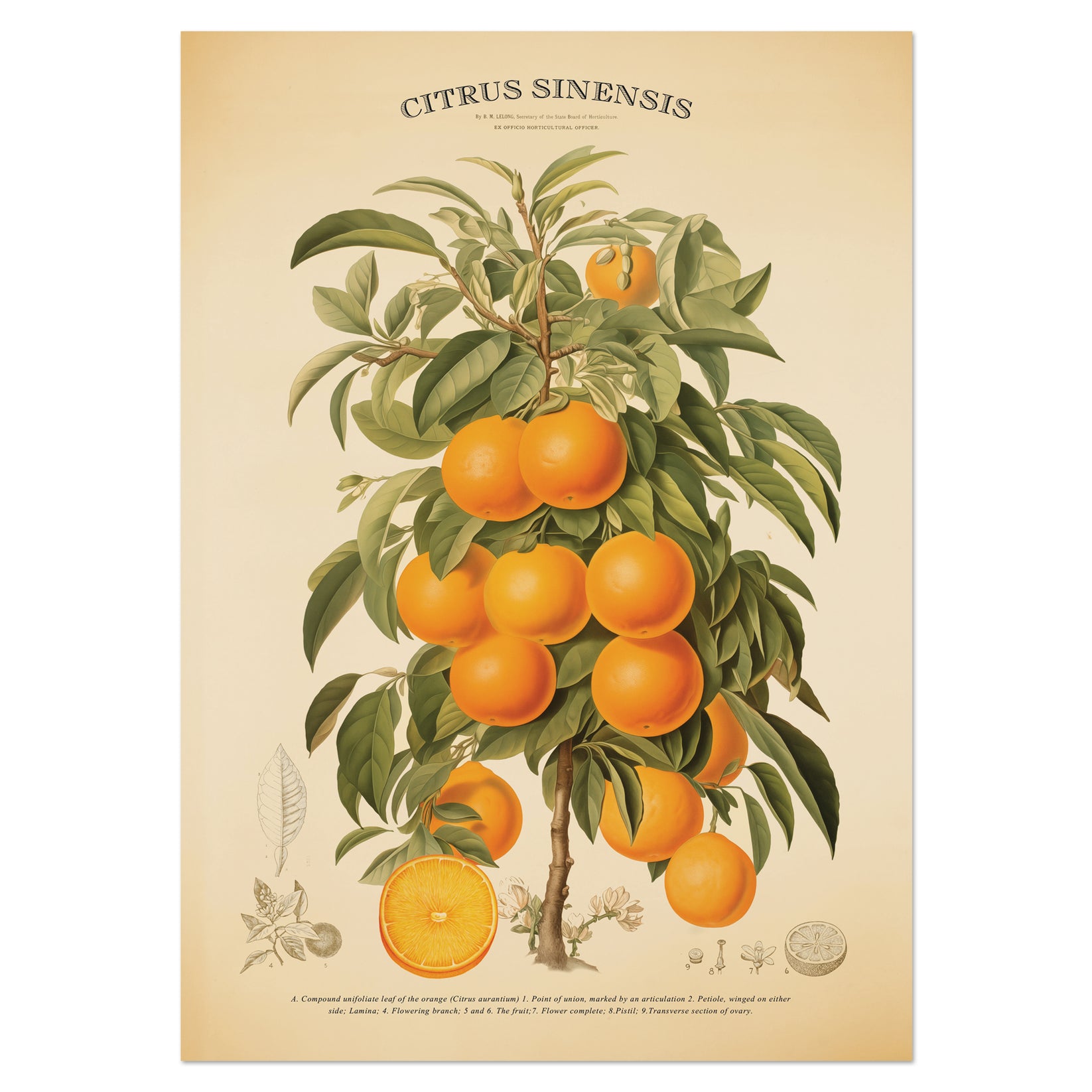 Citrus Sinensis Botanical Chart | Vintage Orange Tree Print – Wit & Wild