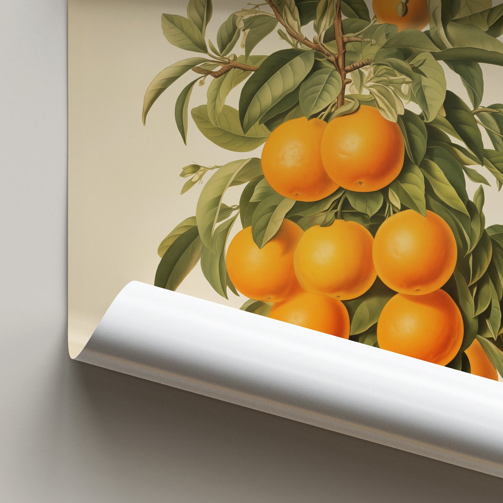 Citrus Sinensis Botanical Chart | Vintage Orange Tree Print – Wit & Wild